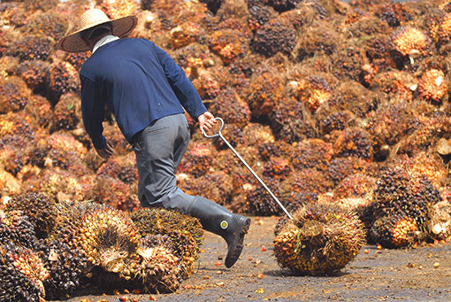 Oleochemicals | Universal Green Commodities